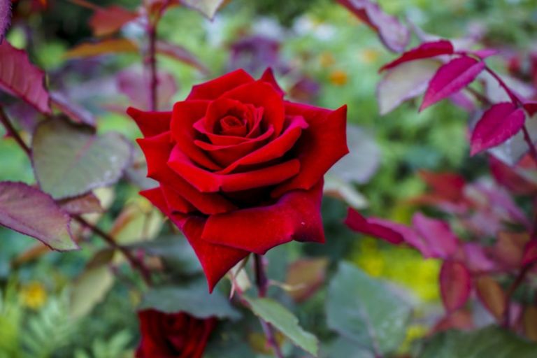 Llega la décima edición de la Fiesta de la Rosa | InfoMerlo.com ...