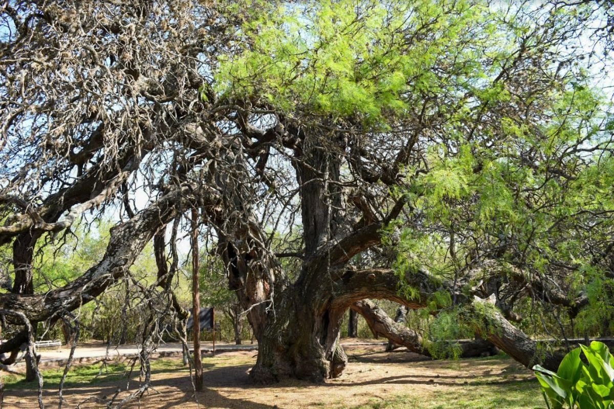 Algarrobo de los Agüero, Algarrobo Abuelo | InfoMerlo.com - Noticias de ...